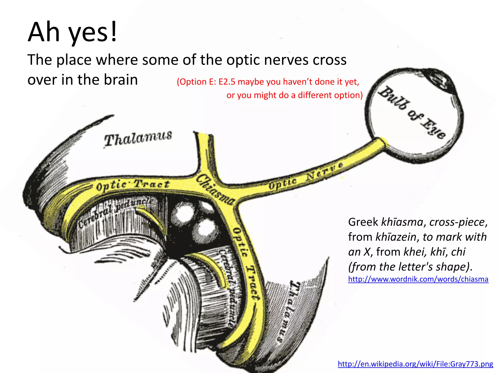 IB Biology AHL 10.1: Meiosis | PPT