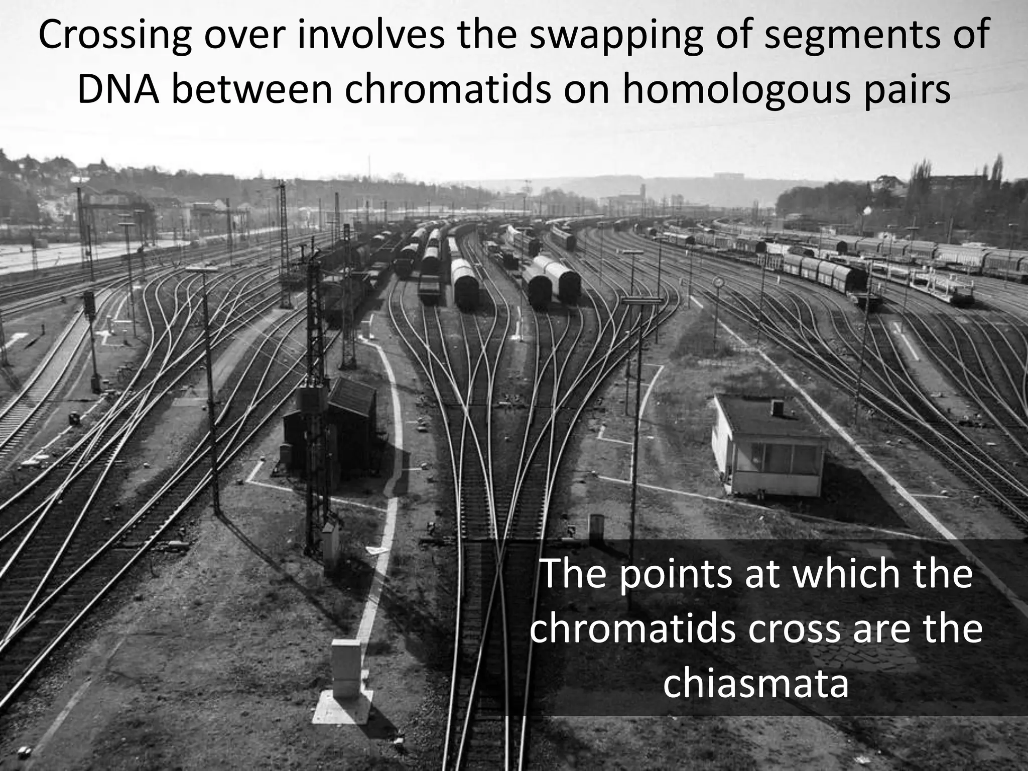 IB Biology AHL 10.1: Meiosis | PPTX
