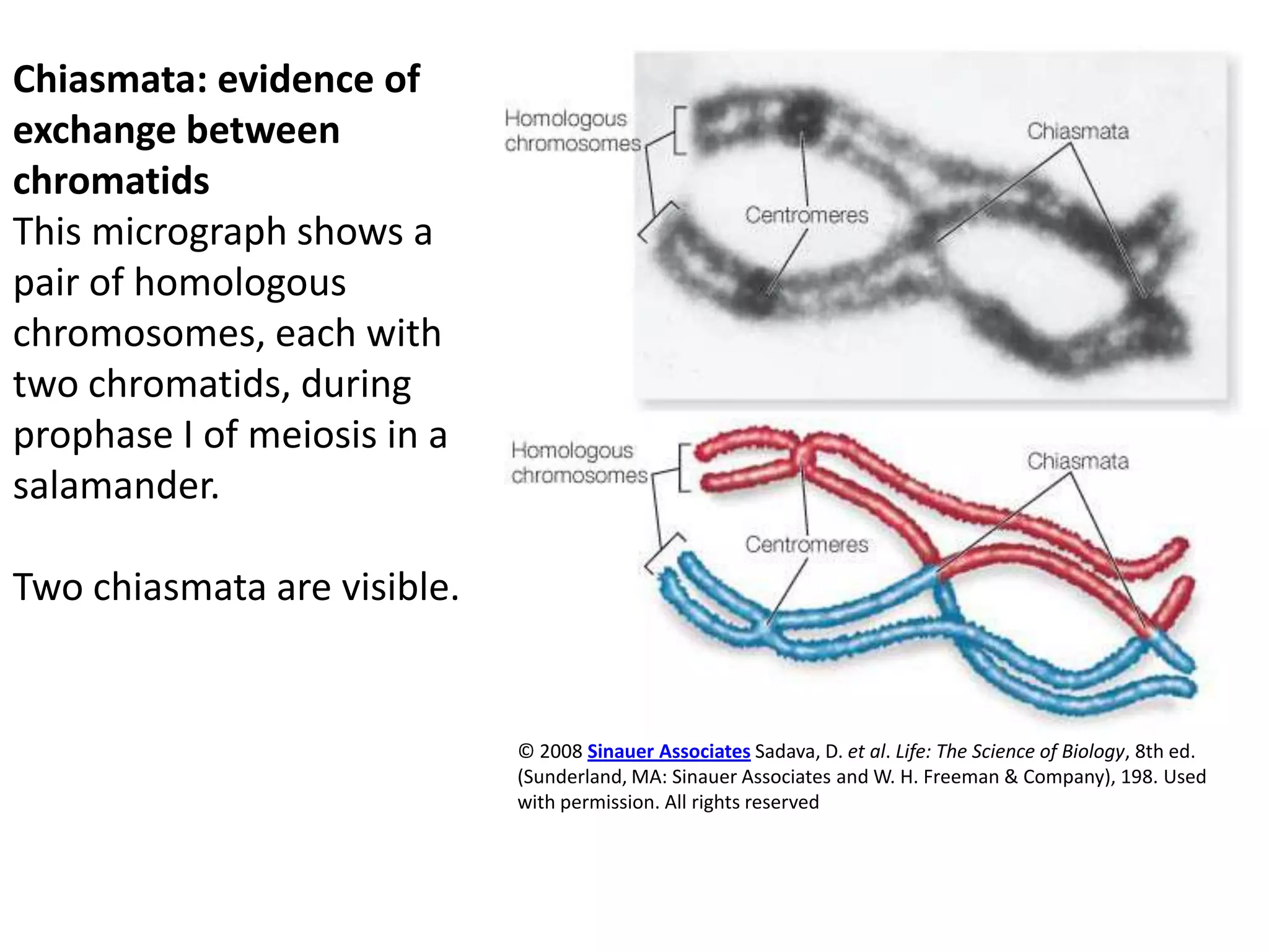IB Biology AHL 10.1: Meiosis | PPT