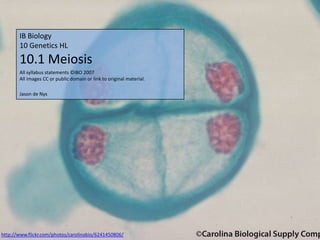 IB Biology AHL 10.1: Meiosis | PPTX