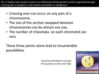 IB Biology AHL 10.1: Meiosis | PPT