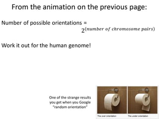 IB Biology AHL 10.1: Meiosis | PPT