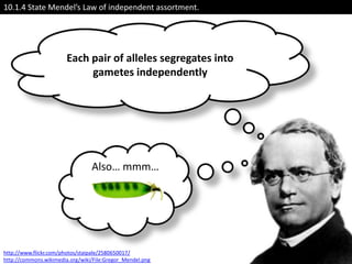 IB Biology AHL 10.1: Meiosis | PPTX