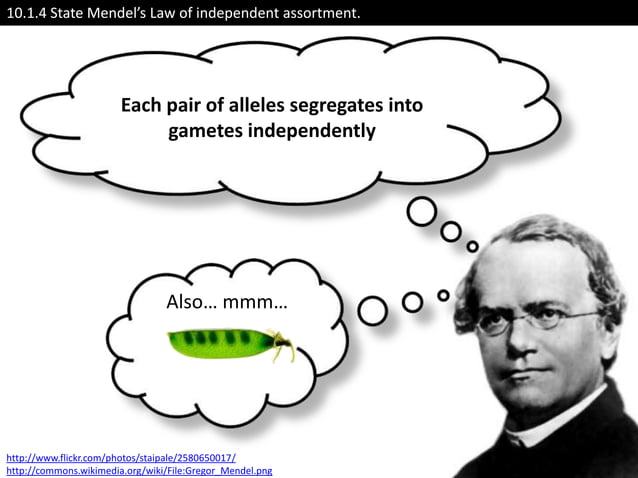 IB Biology AHL 10.1: Meiosis | PPT