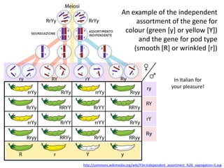 IB Biology AHL 10.1: Meiosis | PPTX