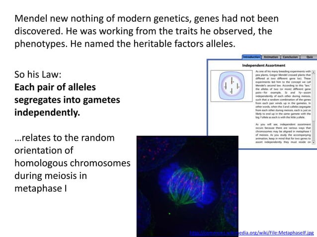 IB Biology AHL 10.1: Meiosis | PPT