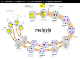 IB Biology AHL 10.1: Meiosis | PPT