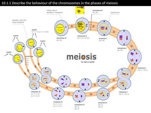 IB Biology AHL 10.1: Meiosis | PPT