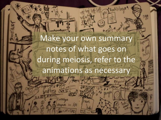 IB Biology AHL 10.1: Meiosis | PPT