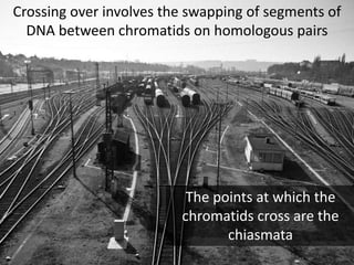 IB Biology AHL 10.1: Meiosis | PPT