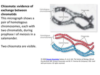 IB Biology AHL 10.1: Meiosis | PPT