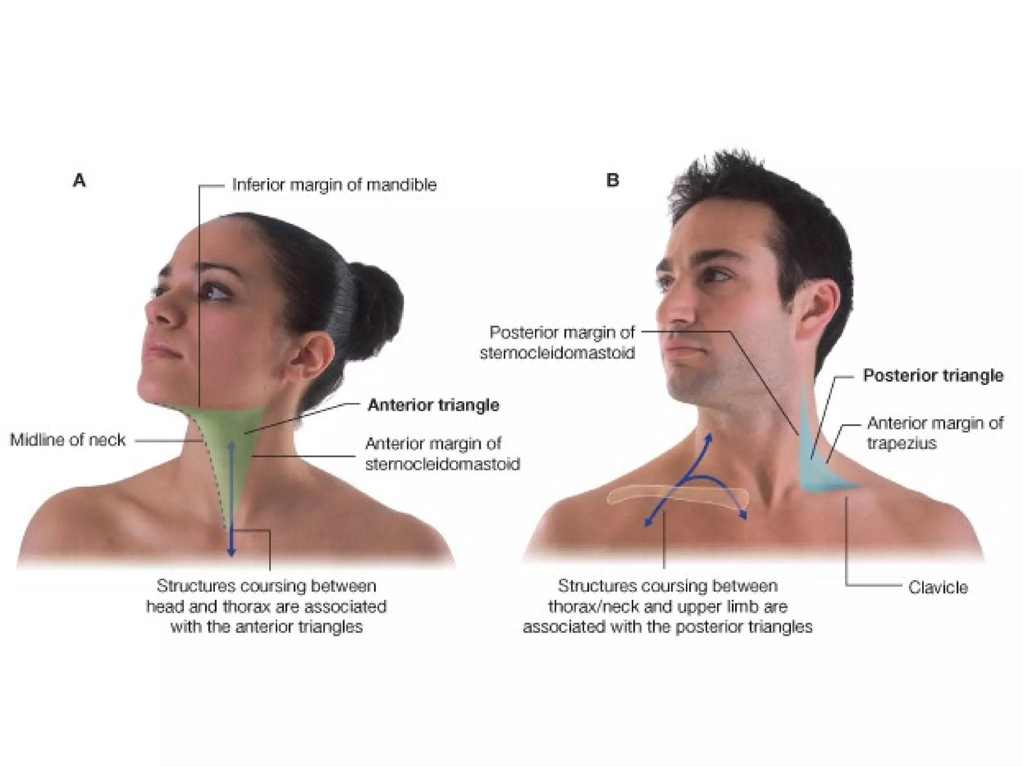 10 neck masses - copy | PPT