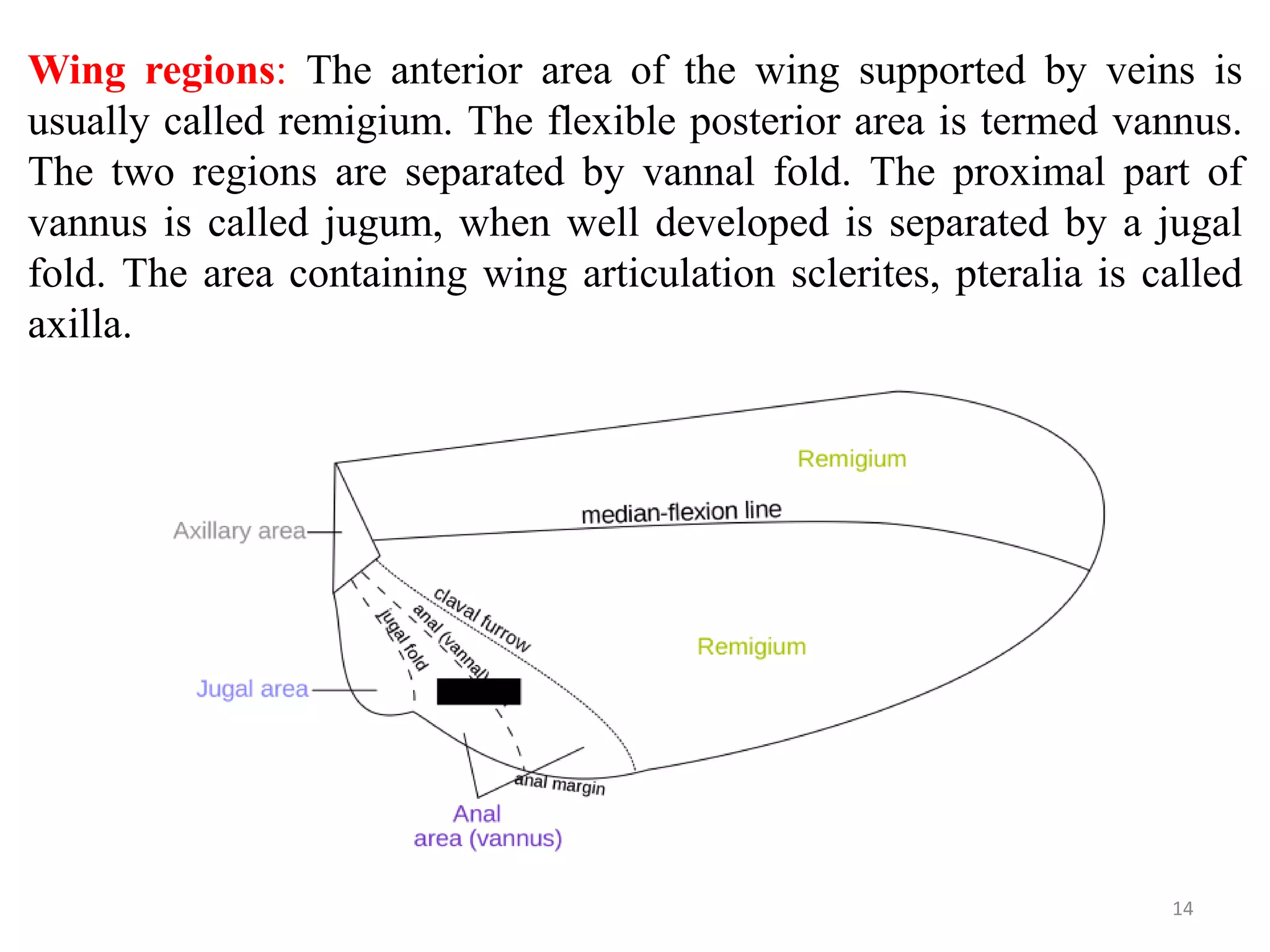 Types of insect wings | PPTX