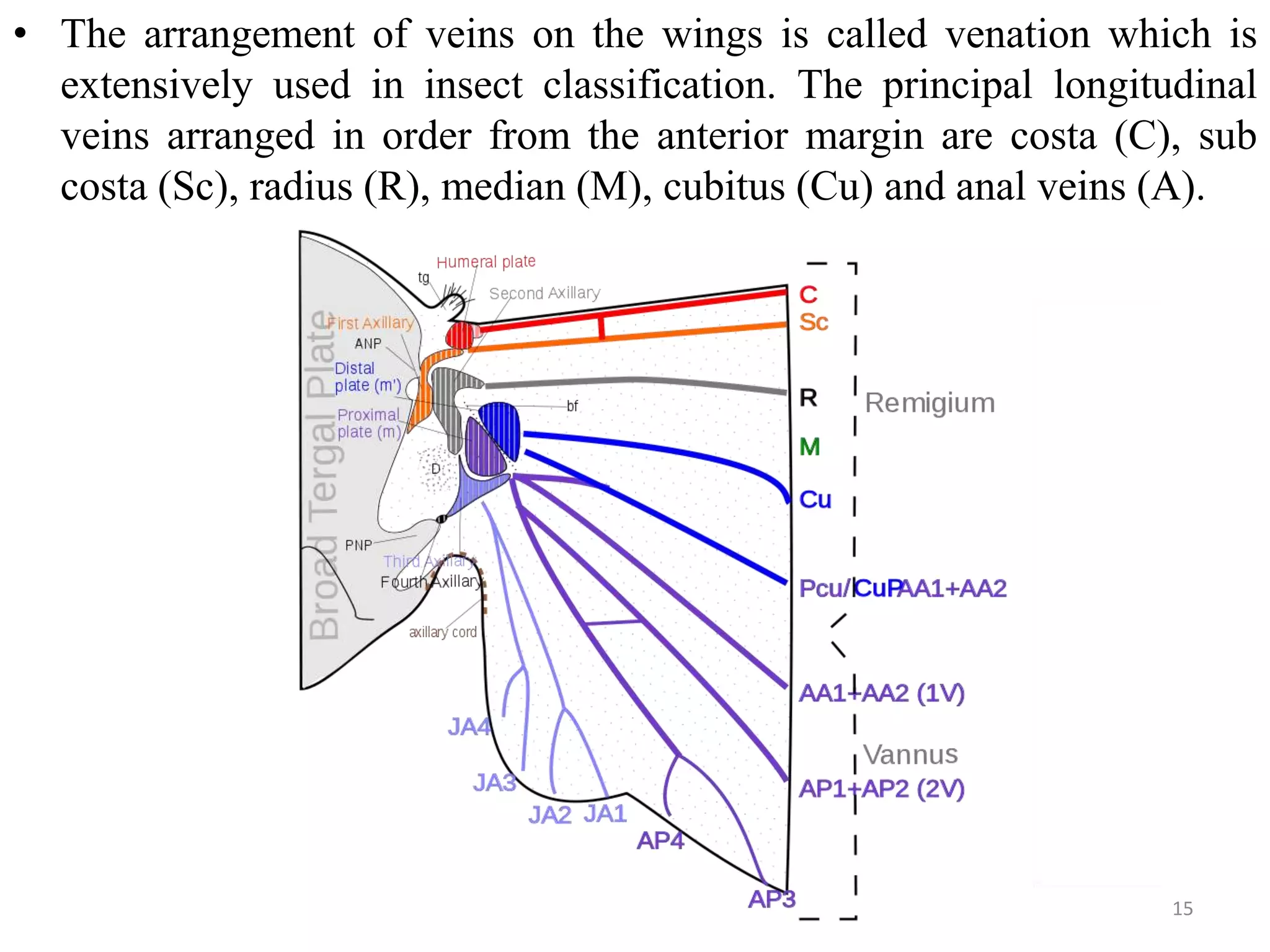 Types of insect wings | PPTX