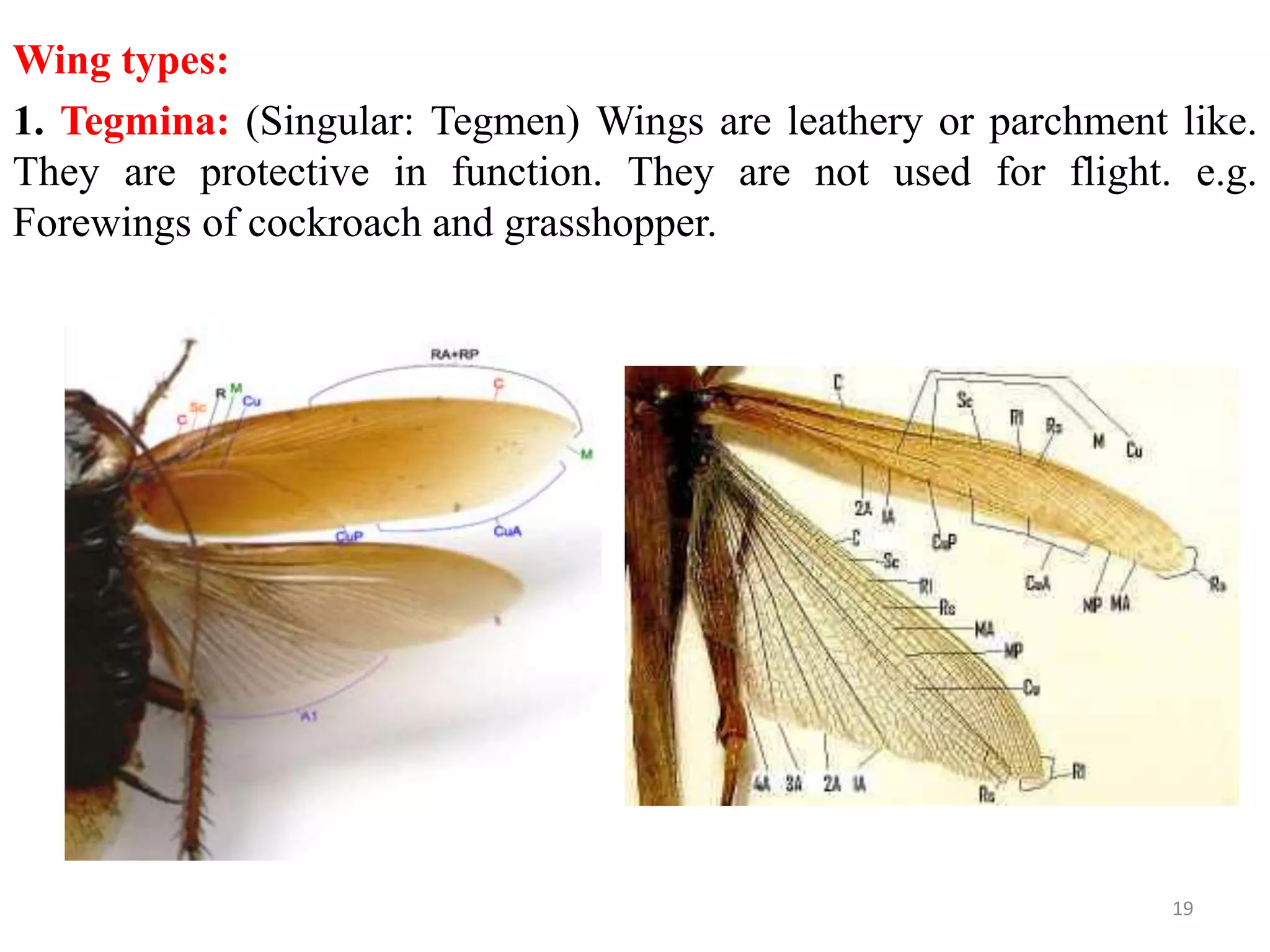Types of insect wings | PPTX