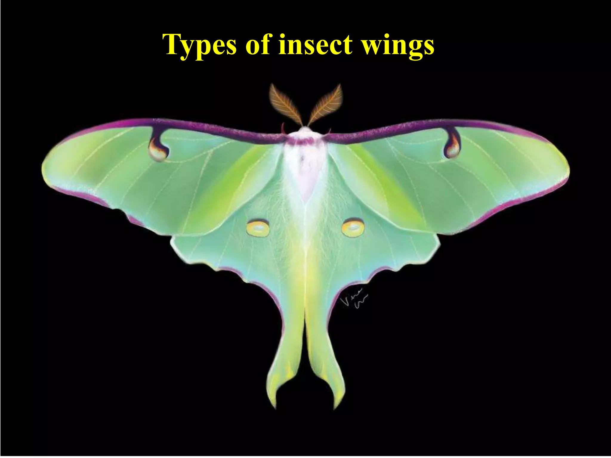 Types of insect wings | PPTX