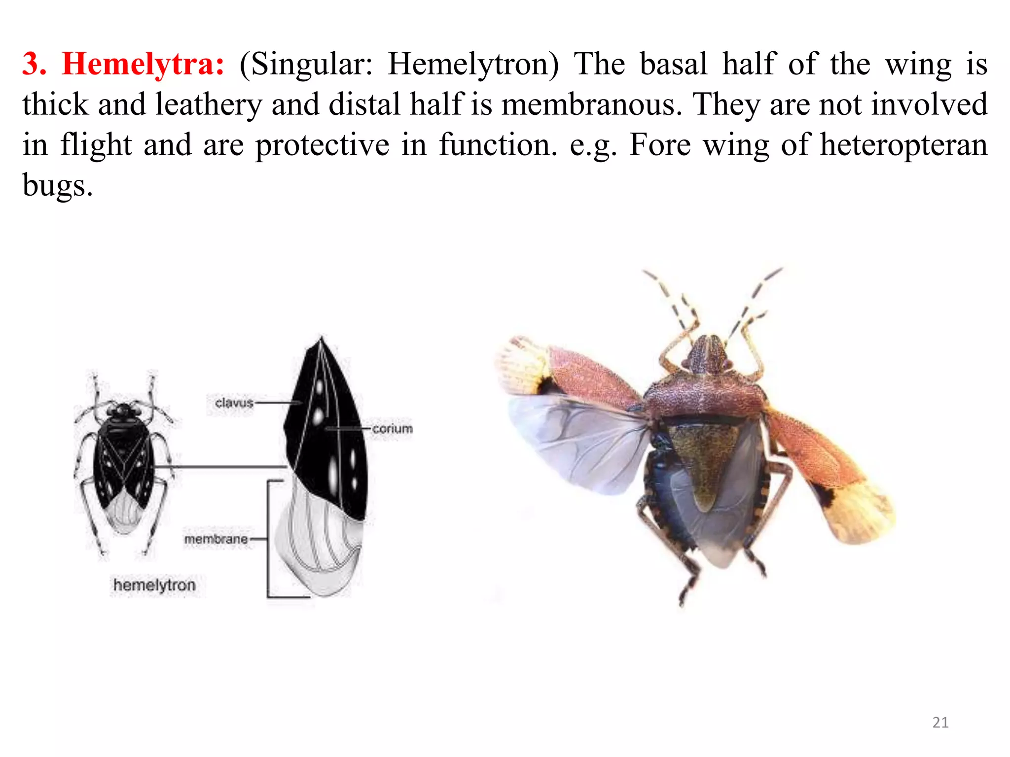 Types of insect wings | PPTX