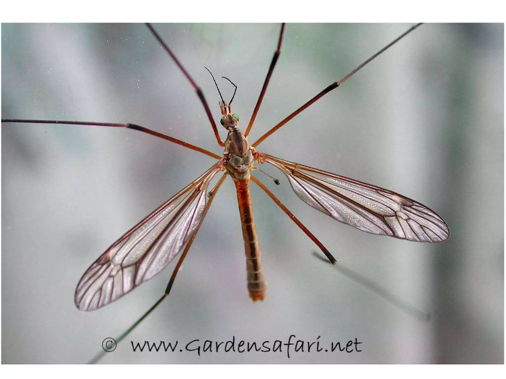 Types of insect wings | PPTX