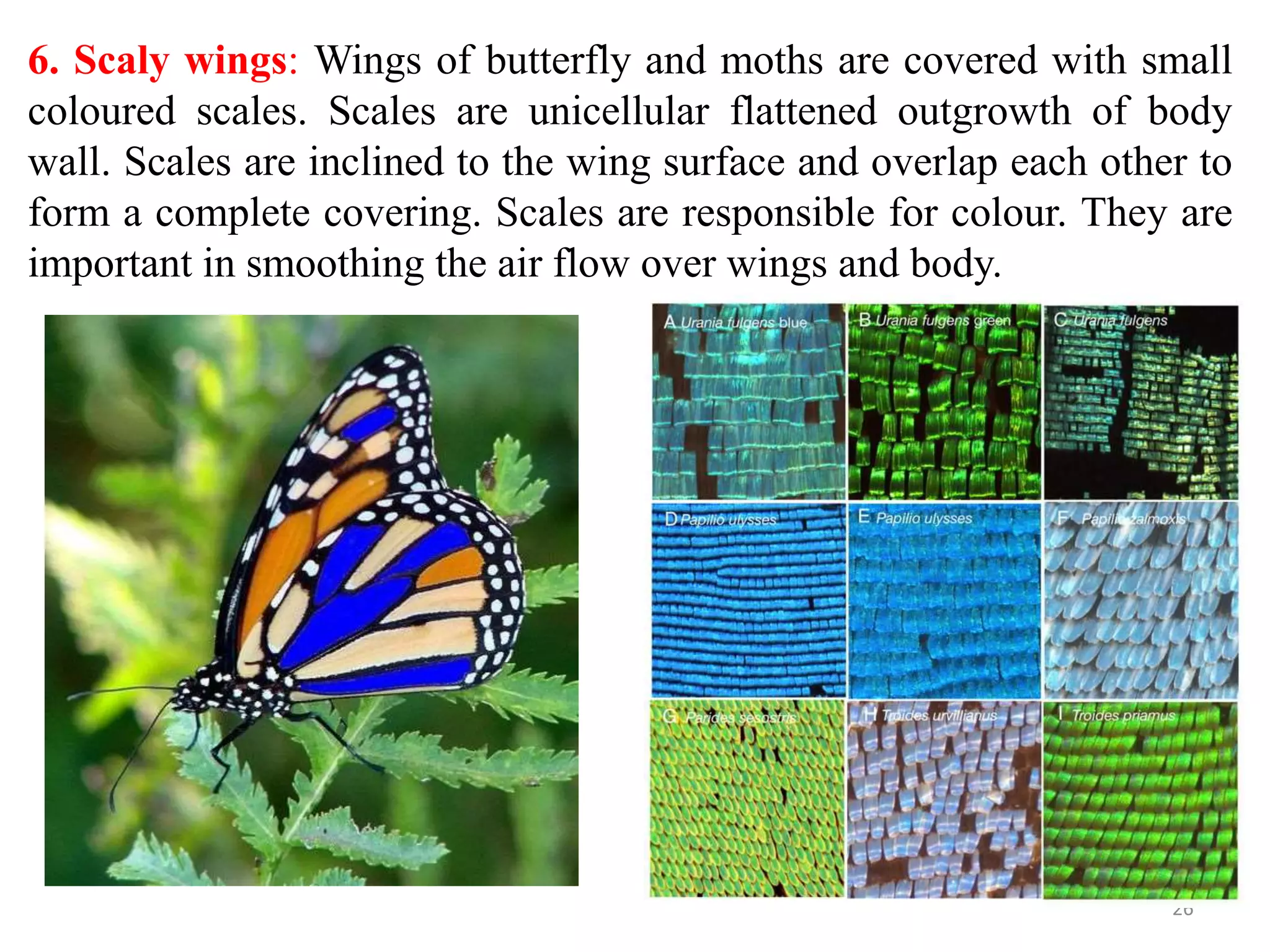 Types of insect wings | PPTX