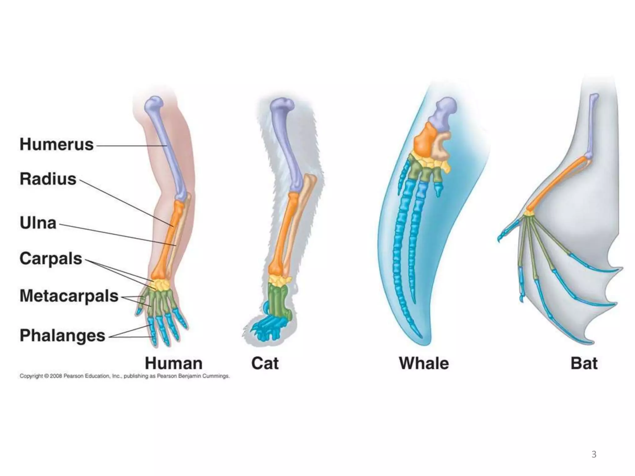 Types of insect wings | PPTX
