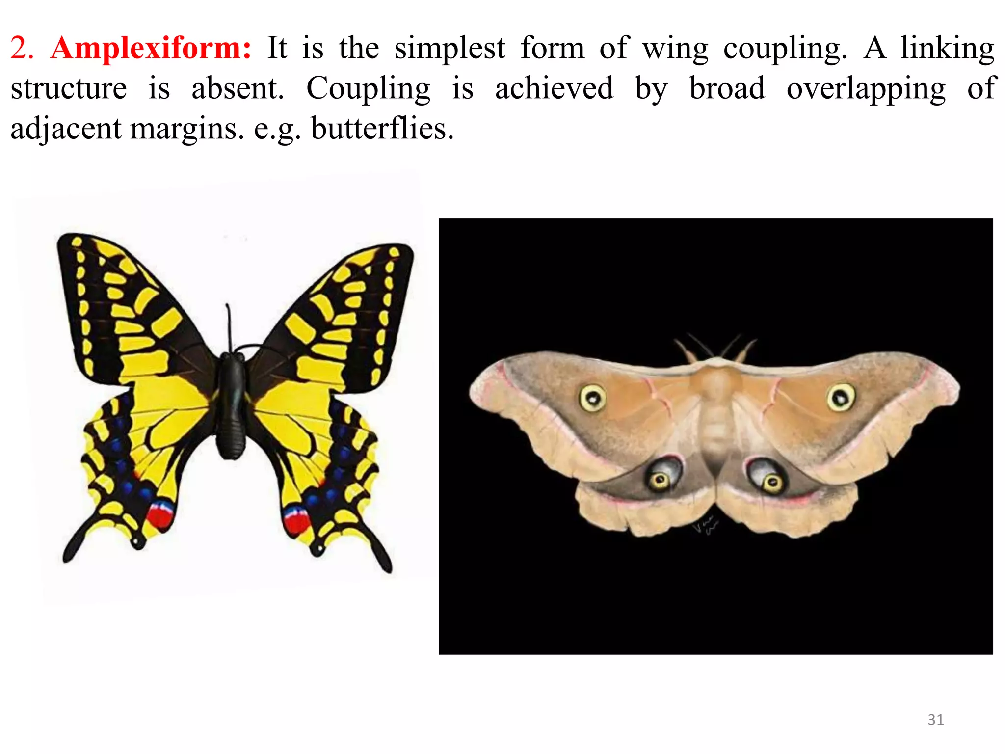 Types of insect wings | PPTX