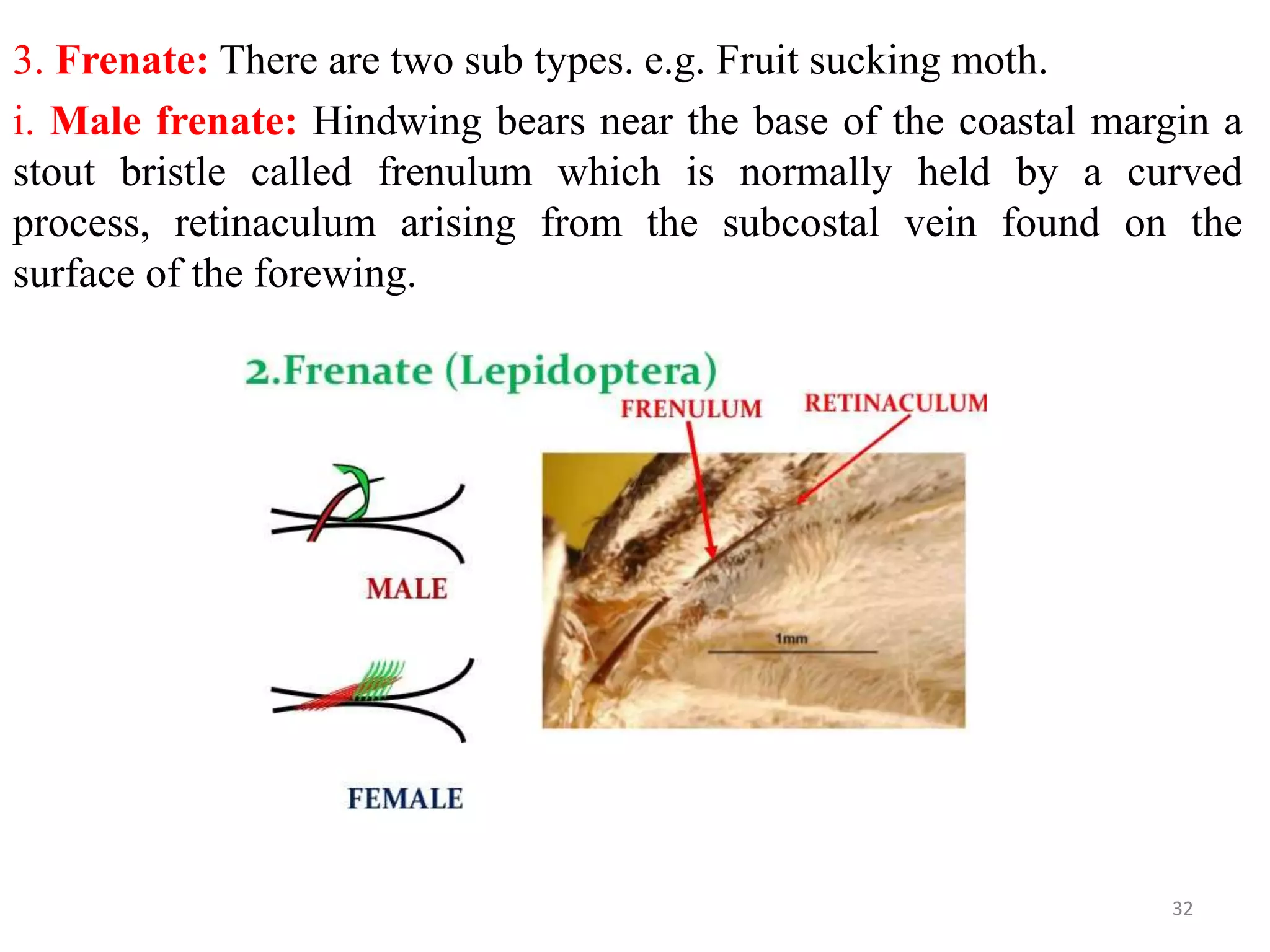 Types of insect wings | PPTX