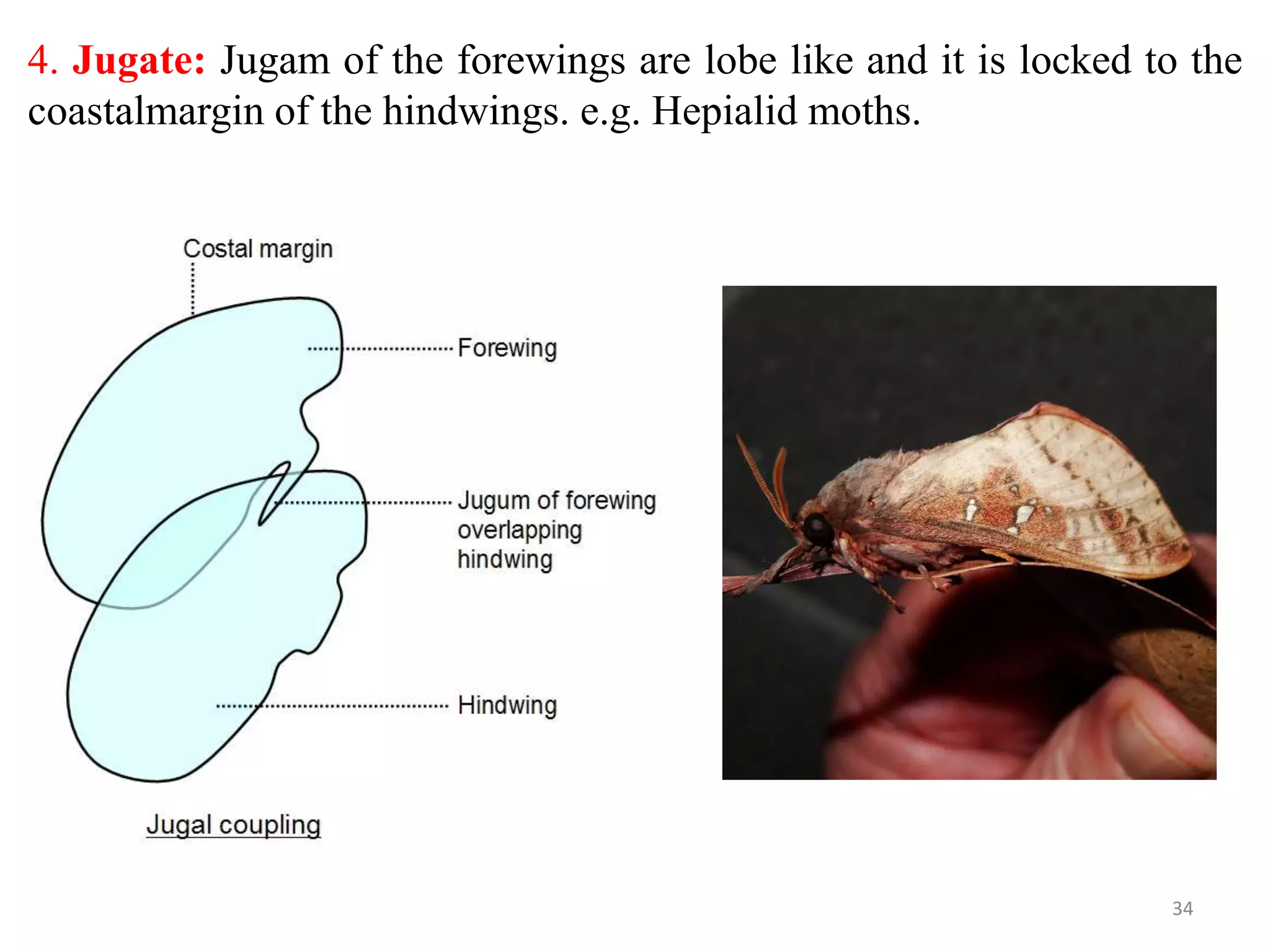 Types of insect wings | PPTX