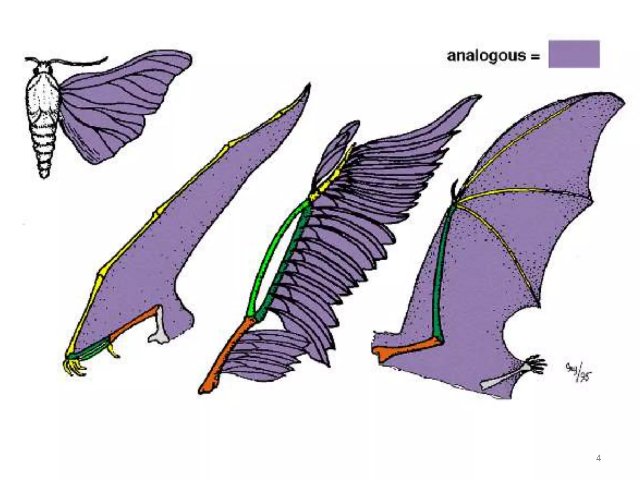 Types of insect wings | PPTX