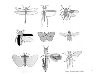 Types of insect wings | PPTX