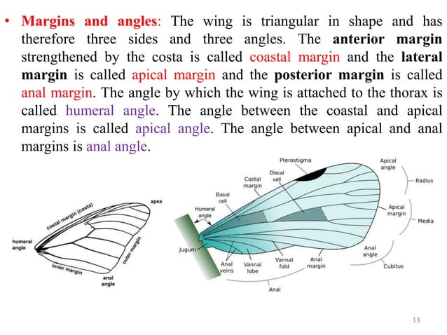 Types of insect wings | PPTX