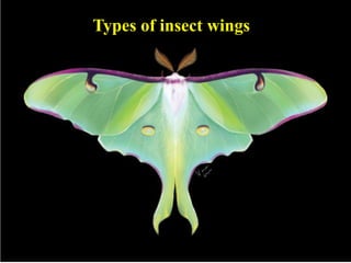 Types of insect wings | PPTX