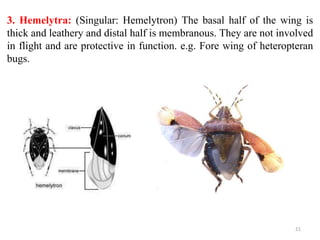 Types of insect wings | PPTX