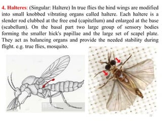 Types of insect wings | PPTX
