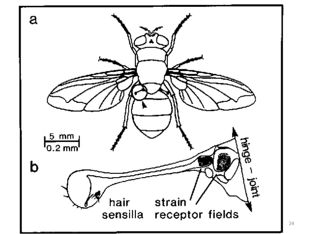 Types of insect wings | PPTX