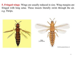 Types of insect wings | PPTX