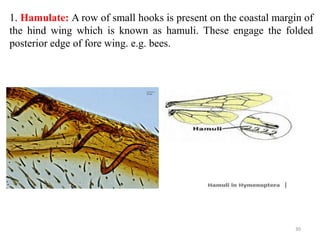 Types of insect wings | PPT