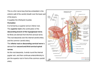Ansa cervicalis | PPTX