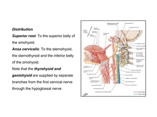 Ansa cervicalis | PPTX