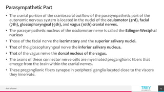 The Head and Neck | PPTX