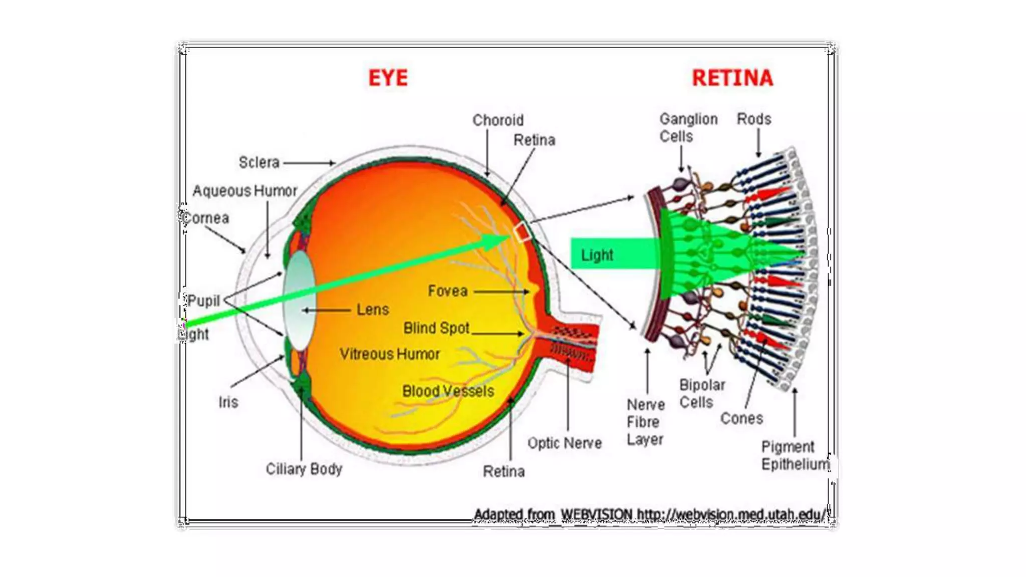 10. 1 disorders of retina | PPTX