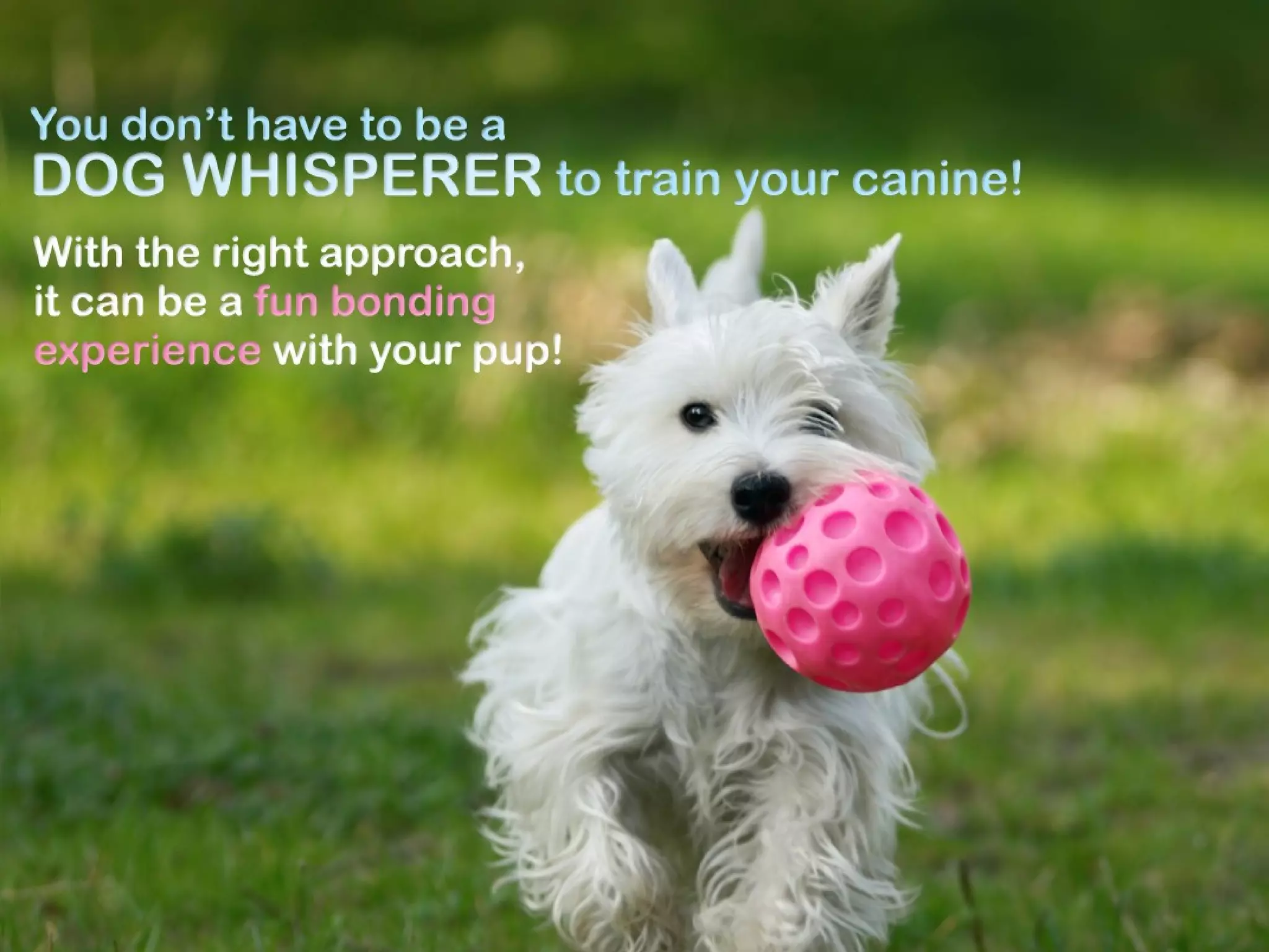 Dog Training Tips and Tricks | PPT
