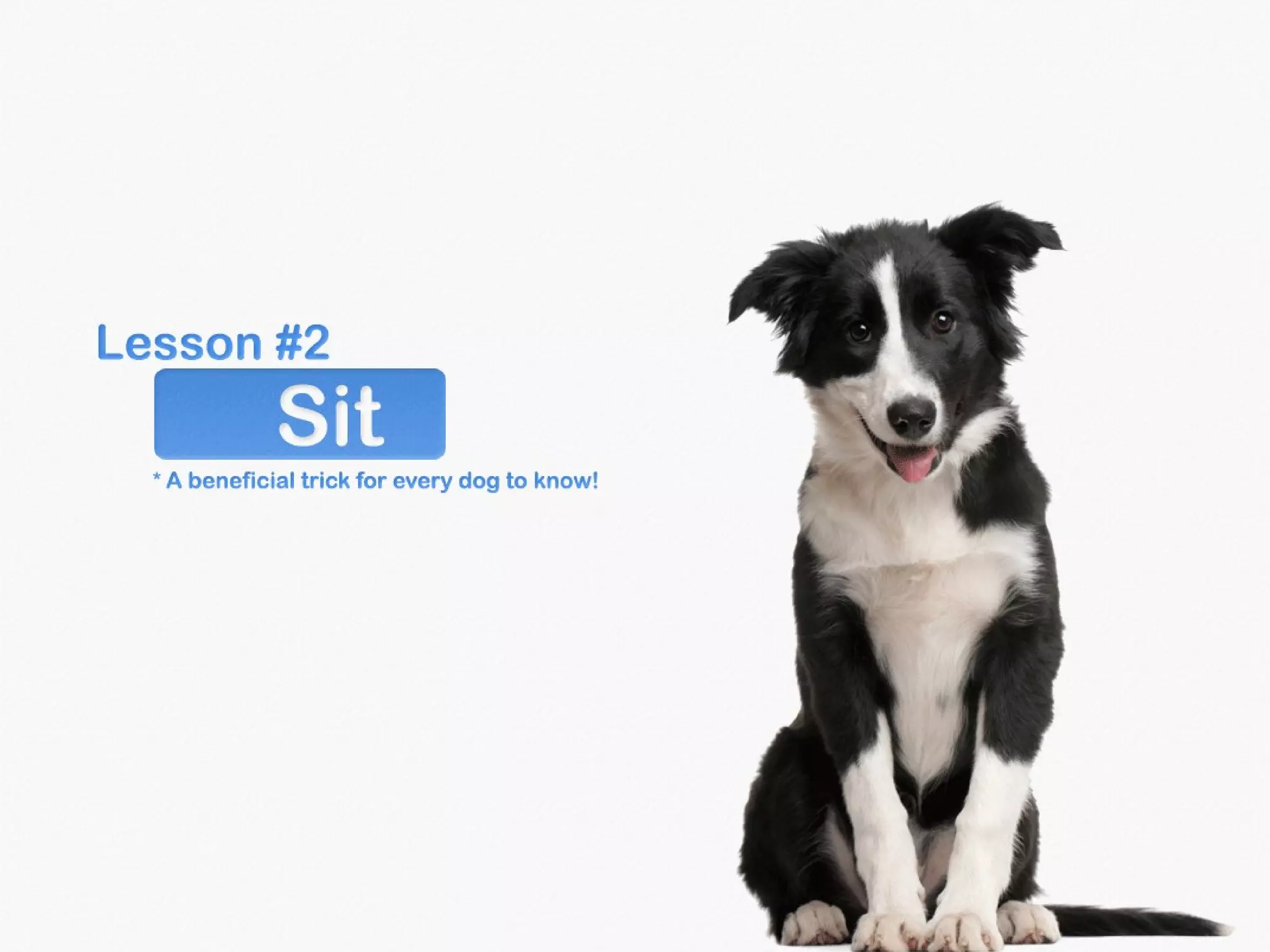 Dog Training Tips and Tricks | PPT
