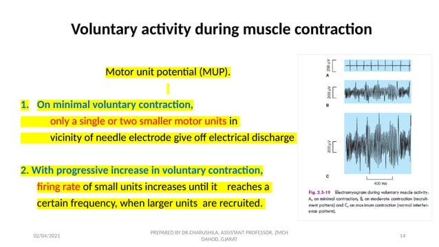 Muscle contraction – Energy, PH Change, Heat change, Motor unit ...