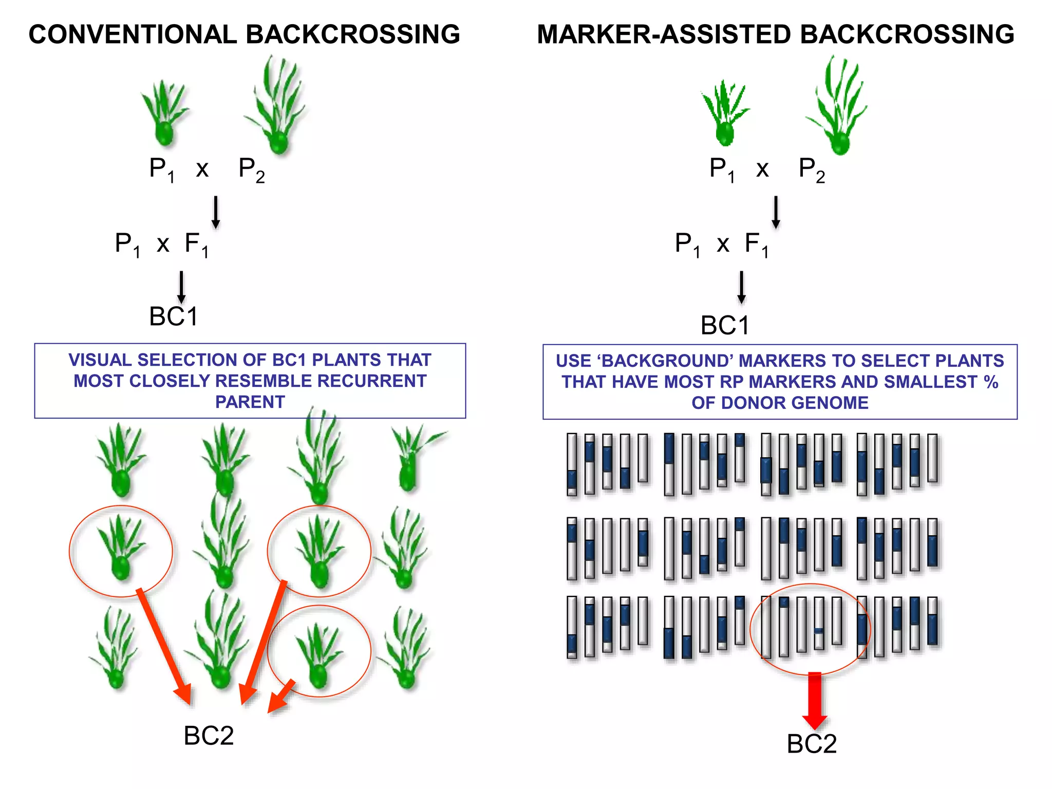 Backcross Breeding Method | PPTX