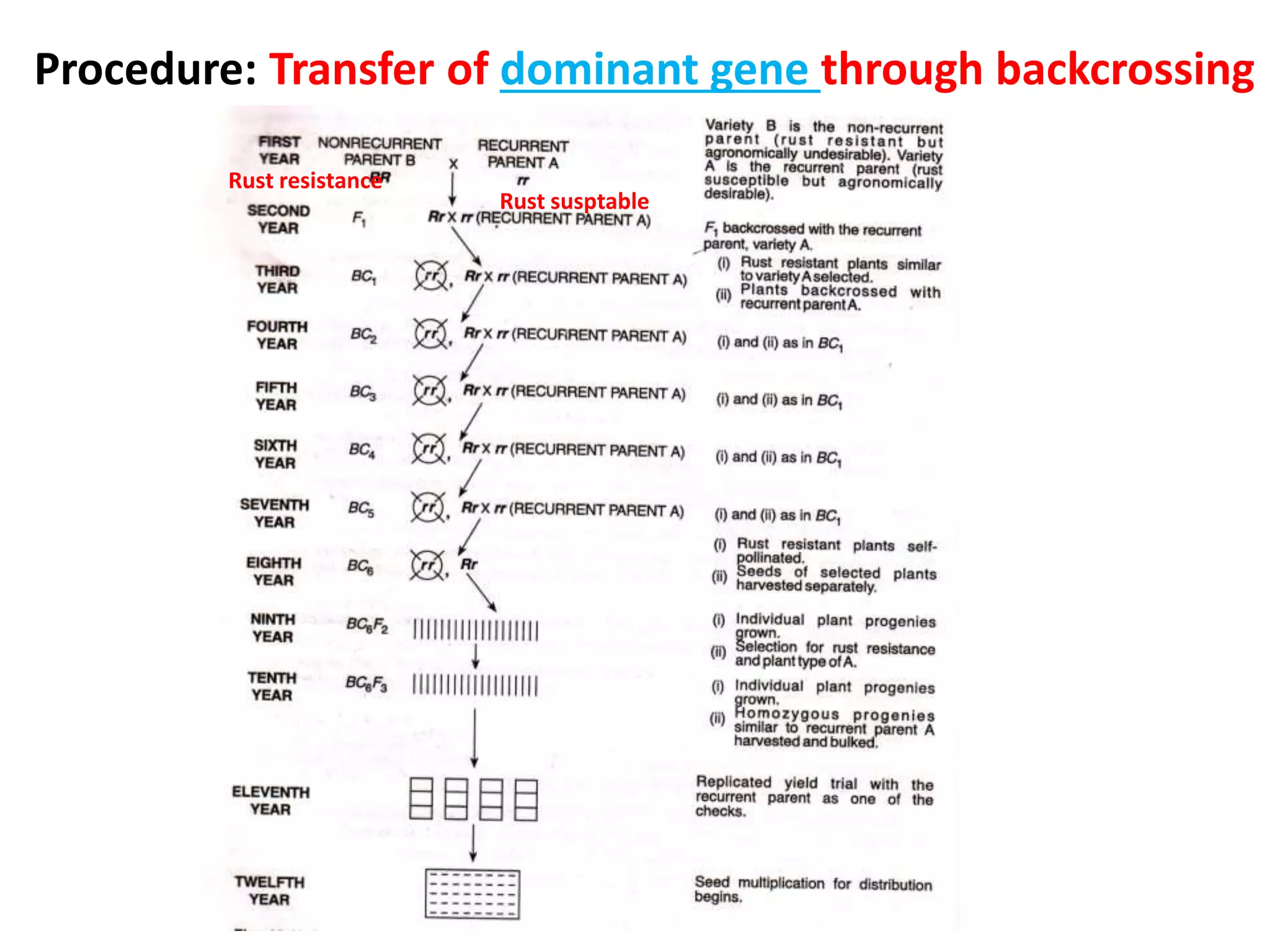 Backcross Breeding Method | PPTX