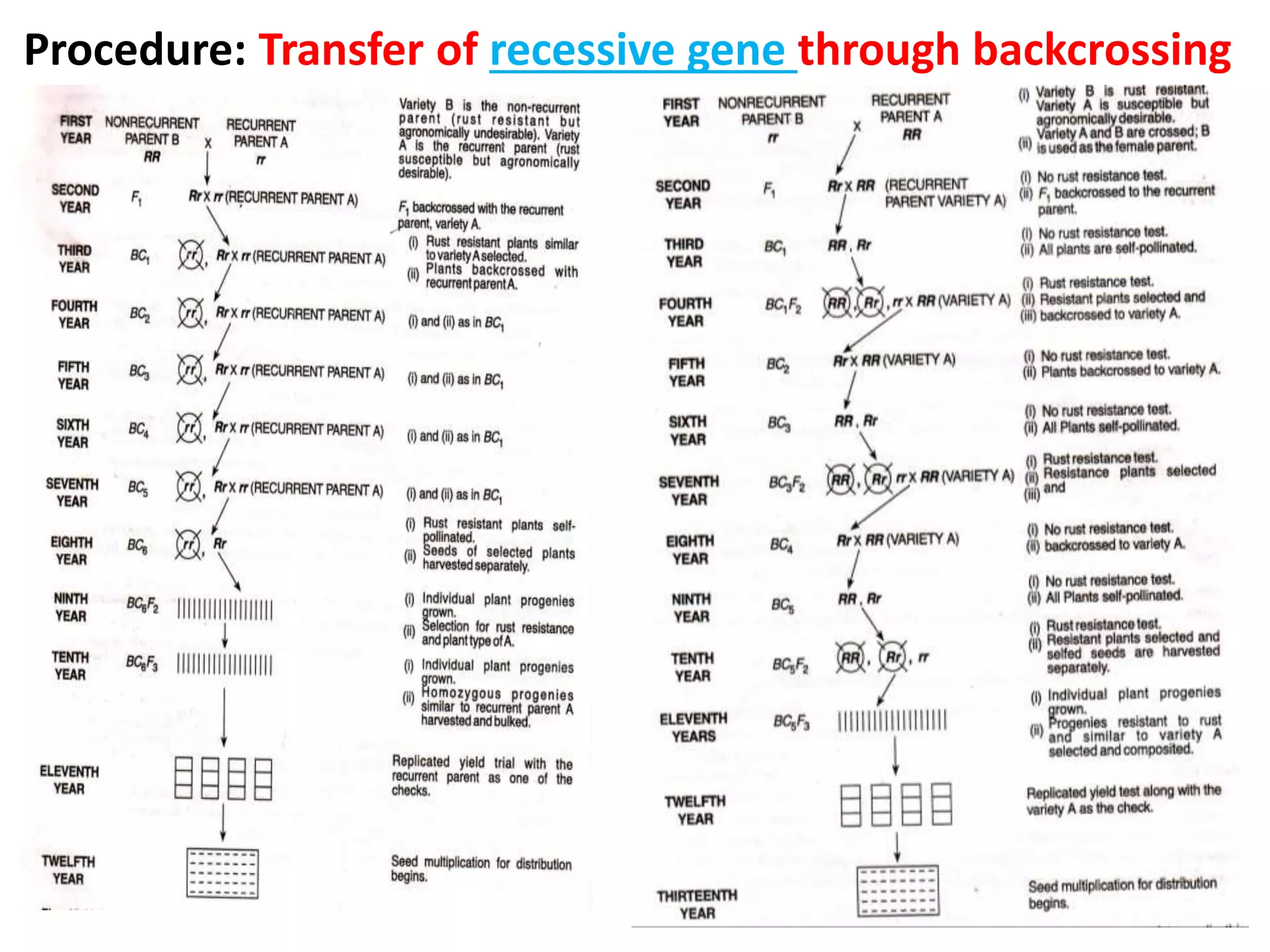 Backcross Breeding Method | PPTX