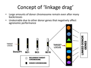 Backcross Breeding Method | PPTX