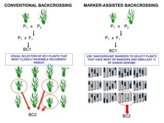 Backcross Breeding Method | PPTX