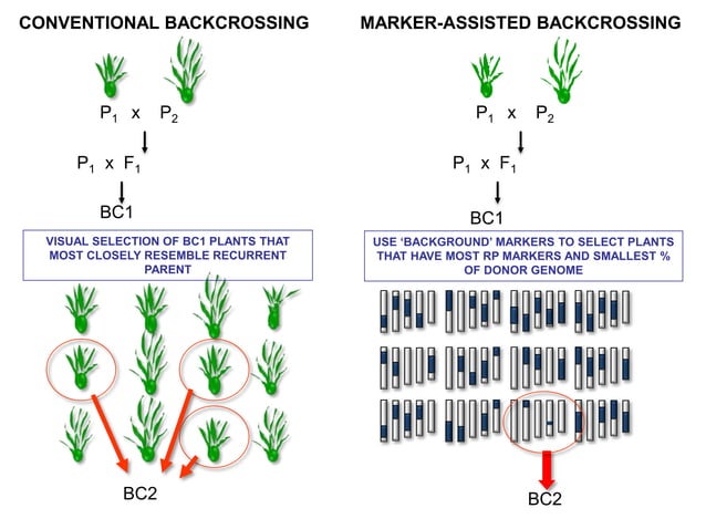 Backcross Breeding Method | PPTX