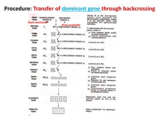 Backcross Breeding Method | PPTX